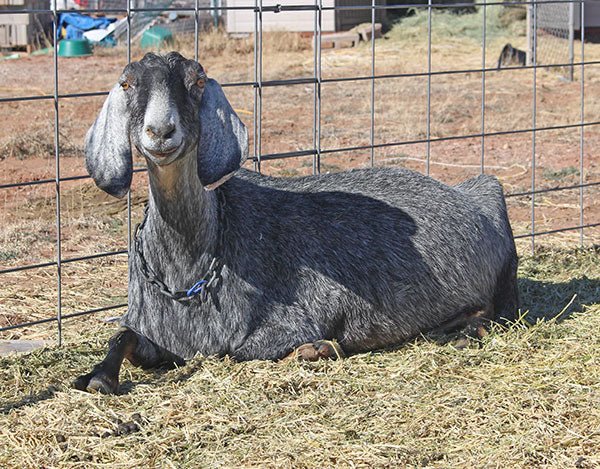 Considering the Care of Retired Dairy Goats
