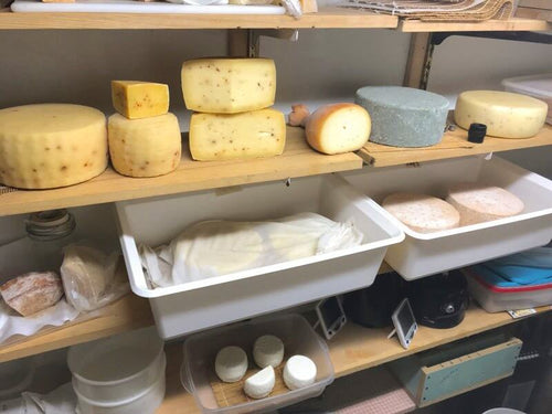 Successful Aging Cheese | Cheese Workshop | Cheese Making