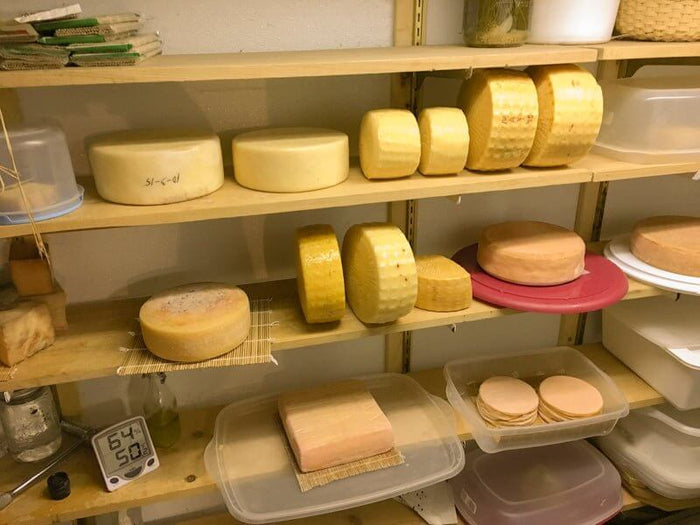 Successful Aging Cheese | Cheese Workshop | Cheese Making